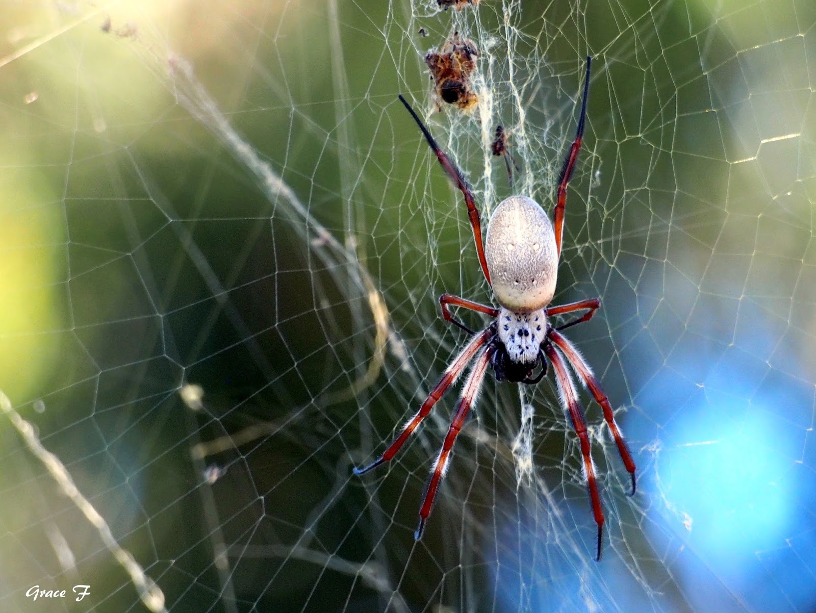 Perth Daily Photo : The Australian Golden Orb.. the spider that weaves ...
