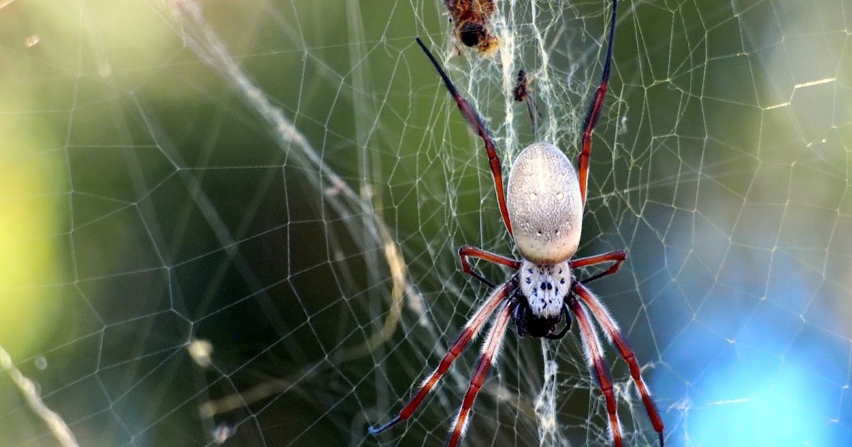 Perth Daily Photo : The Australian Golden Orb.. the spider that weaves ...