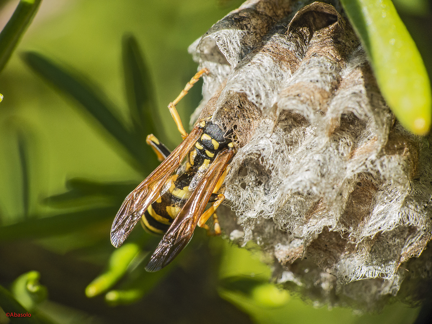 FOTOGRAFÍAS DE NATURALEZA: Polistes nimpha (Christ 1791) [+ nido]