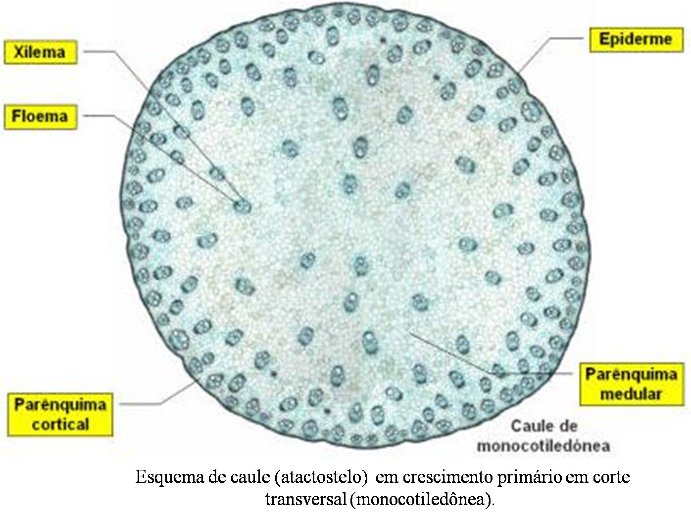 Asteraceae: Organização primária e secundária do caule.