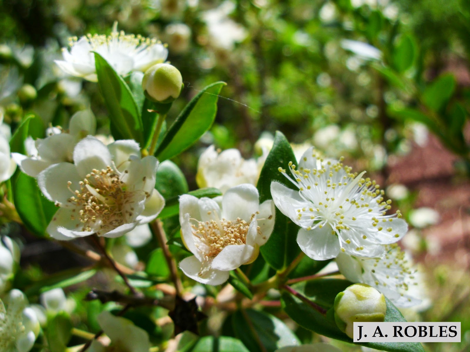 Silencio verde, la vida...: Myrtus communis (mirto, arrayán)