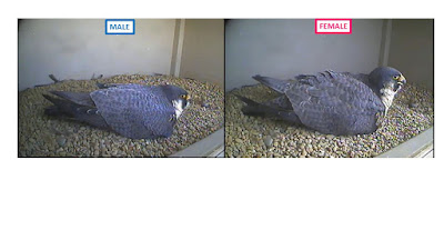 Columbus Peregrine Falcon Update: Additional Size Comparison Pics