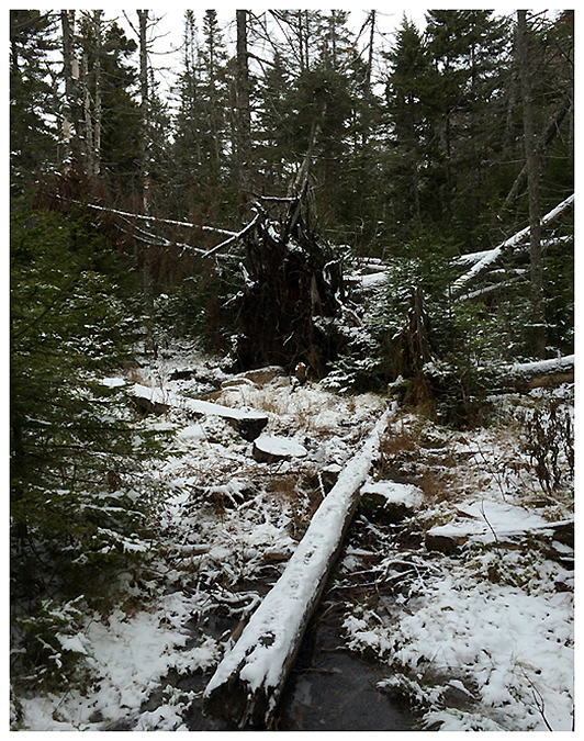 Hiking in the White Mountains: Livermore Pass and the Old Town of ...