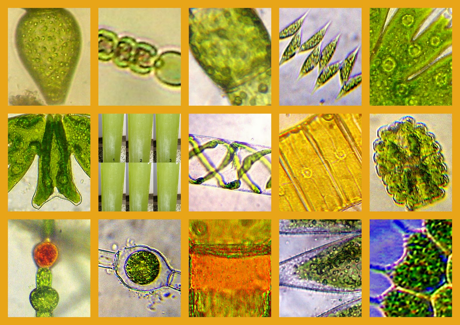 Cultivo de Microalgas em Fotobiorreatores: Semeando e pesquisando ...