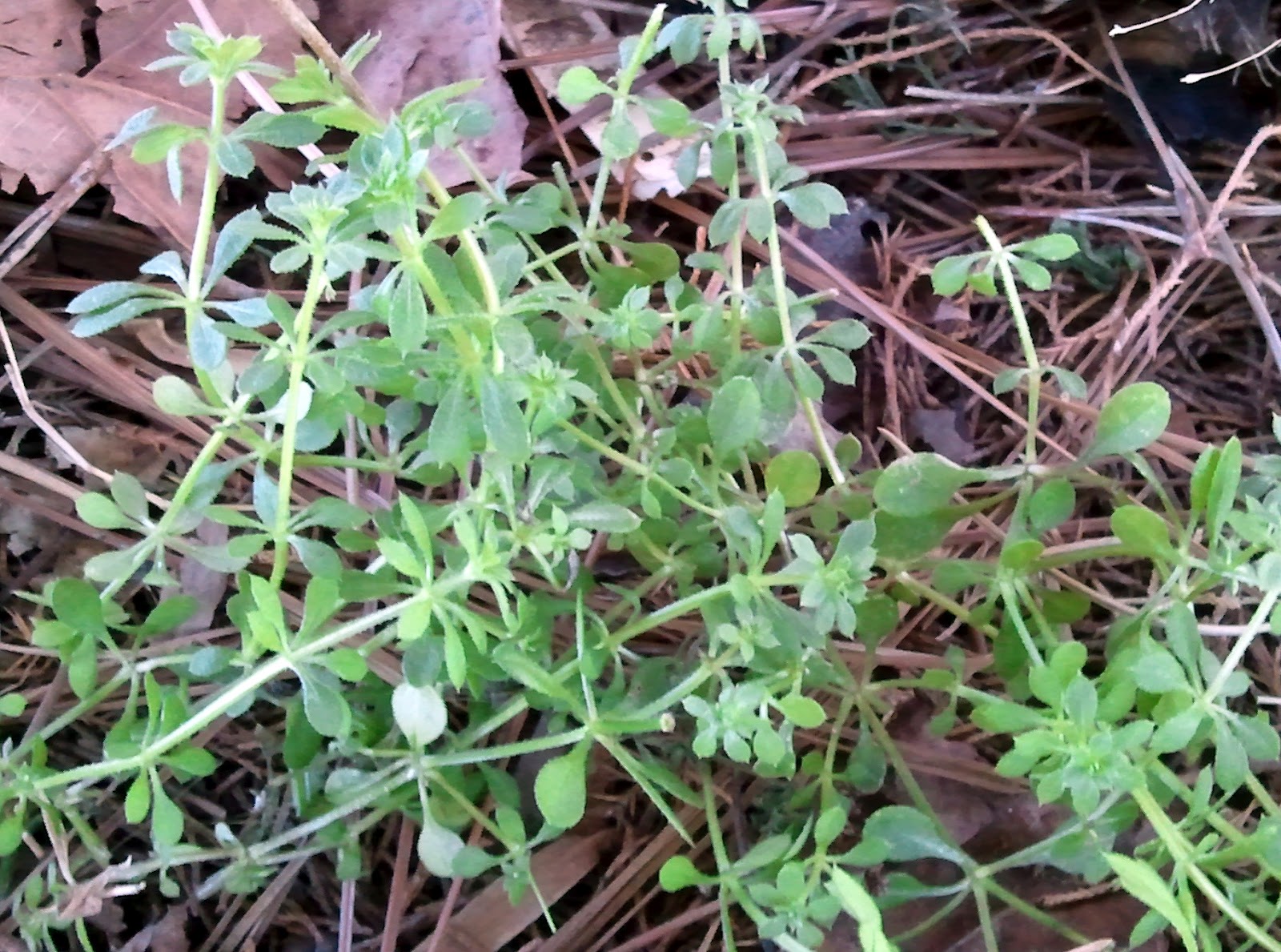 Weeds 101 | A Nutritious, FREE Treat for your Backyard Chickens - Fresh ...