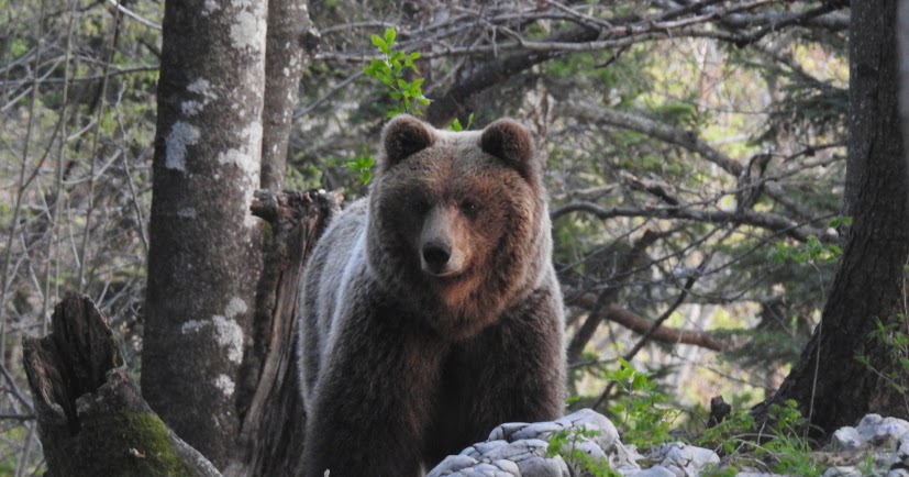 Carniolicum - Wildlife & Biodiversity in Slovenia: Bear-watching ...