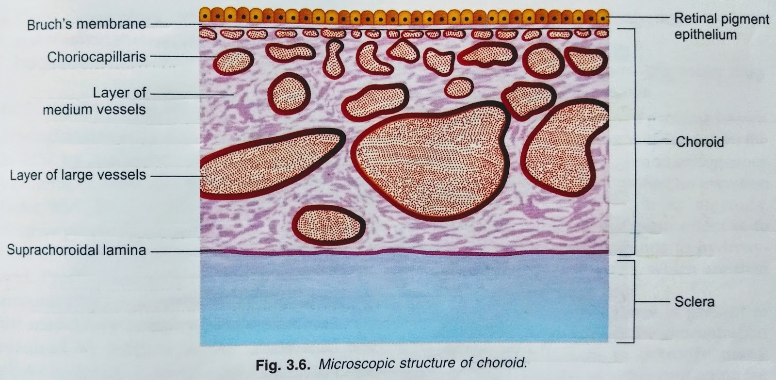 Optometry: February 2018