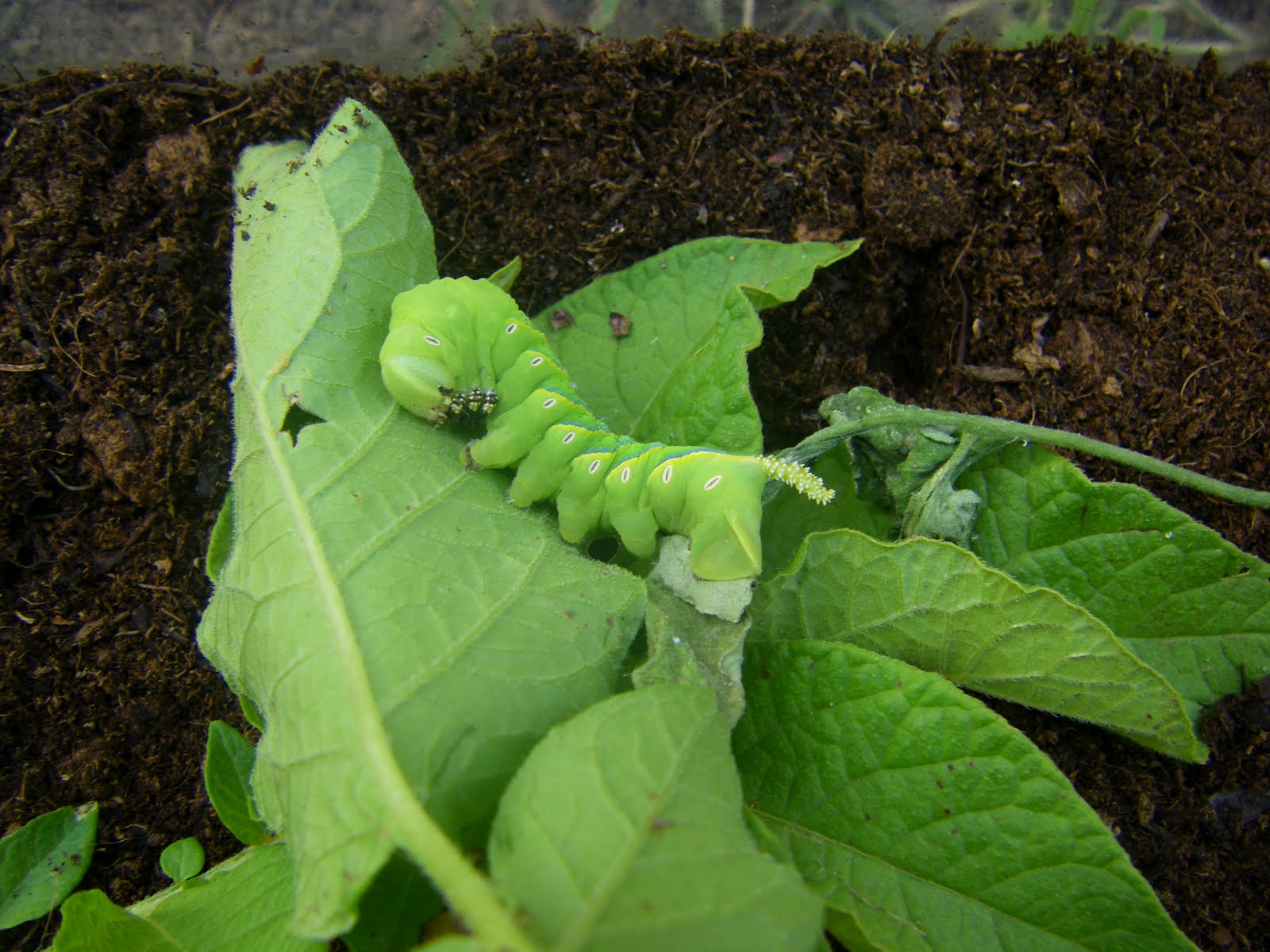 Le Farfalle di Elisa: Il Silenzio degli Innocenti