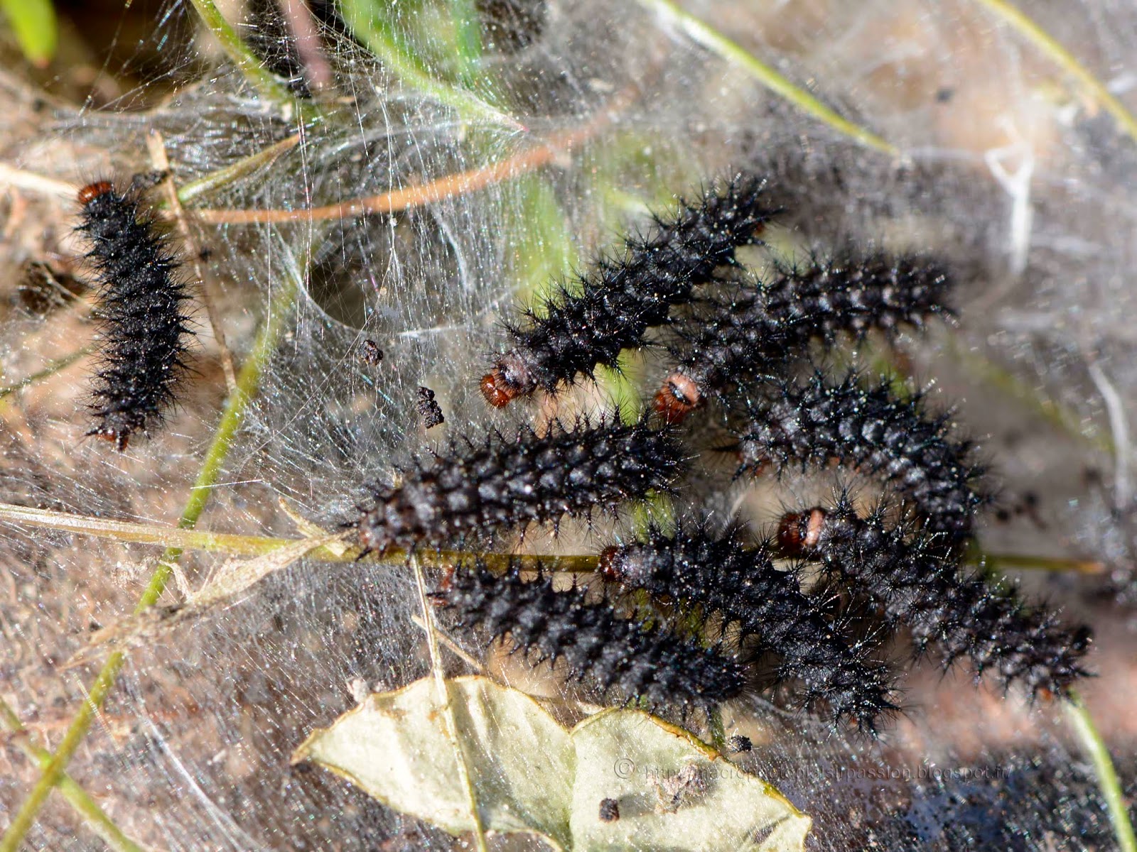 Macrophoto plaisir passion: Mélitée du plantain, melitaea cinxia, la ...