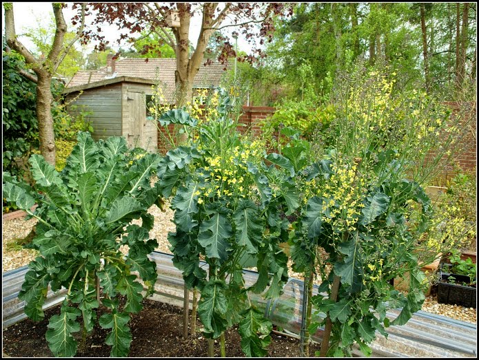 Mark's Veg Plot: The PSB bows out