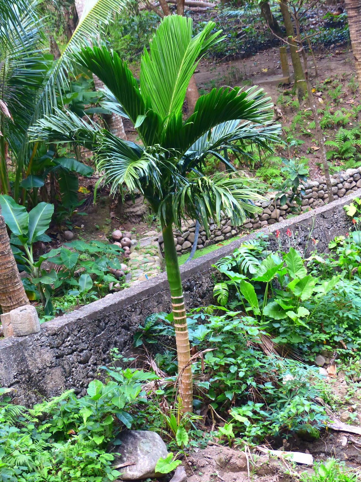 Connecting: Batanes: Week Two