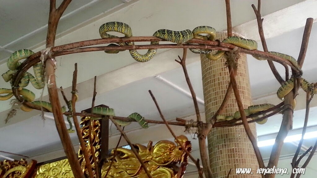 Day 2 at Pulau Pinang : SNAKE TEMPLE BAYAN BARU PENANG - iena lifestyle ...
