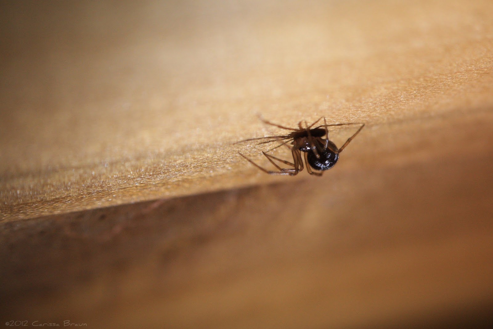 Nature Photography and Facts : Cobweb Spider: Theridiidae