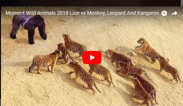 Moment Wild Animals 2018 Lion vs Monkey, - Mujibnagar Khabor