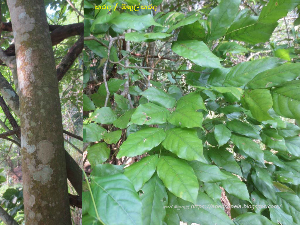කරඳ / මඟුල්කරඳ [Karada / Magulkrada] (Pongamia pinnata) ~ අපේ ඔසුපැළ ...