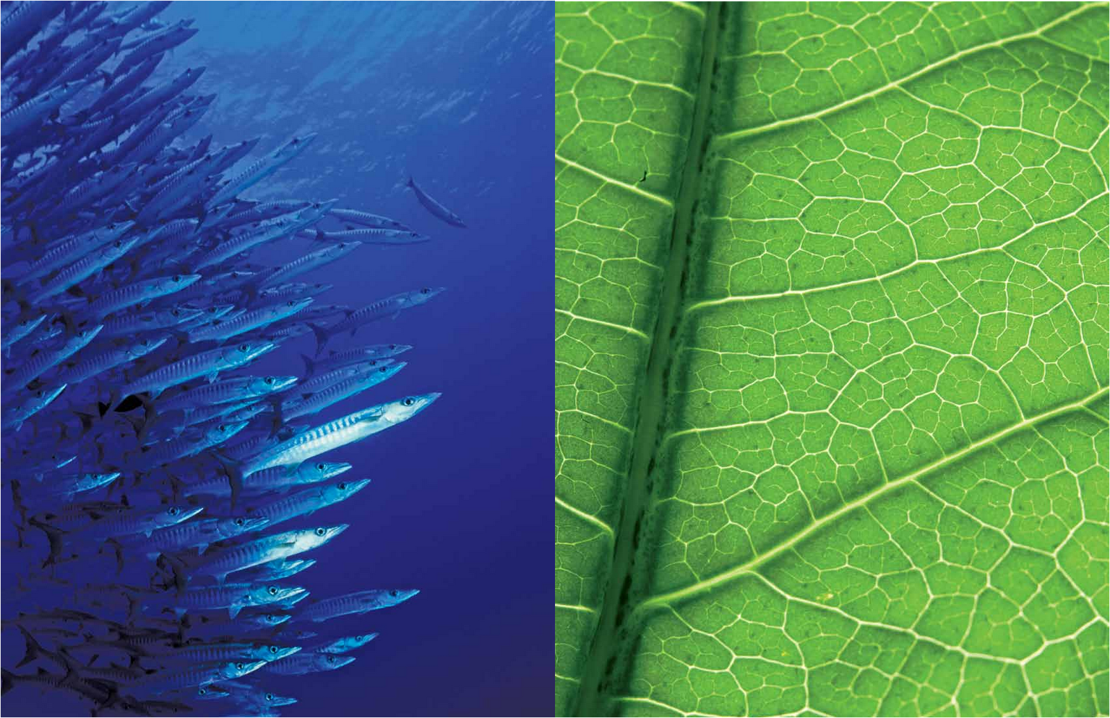 Ciencia en Canoa, by Vanessa Restrepo Schild. : Las Metas de Aichi para ...