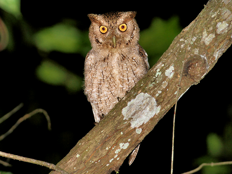 Bellas Aves de El Salvador: Megascops (Otus) cooperi (búho del pacífico ...