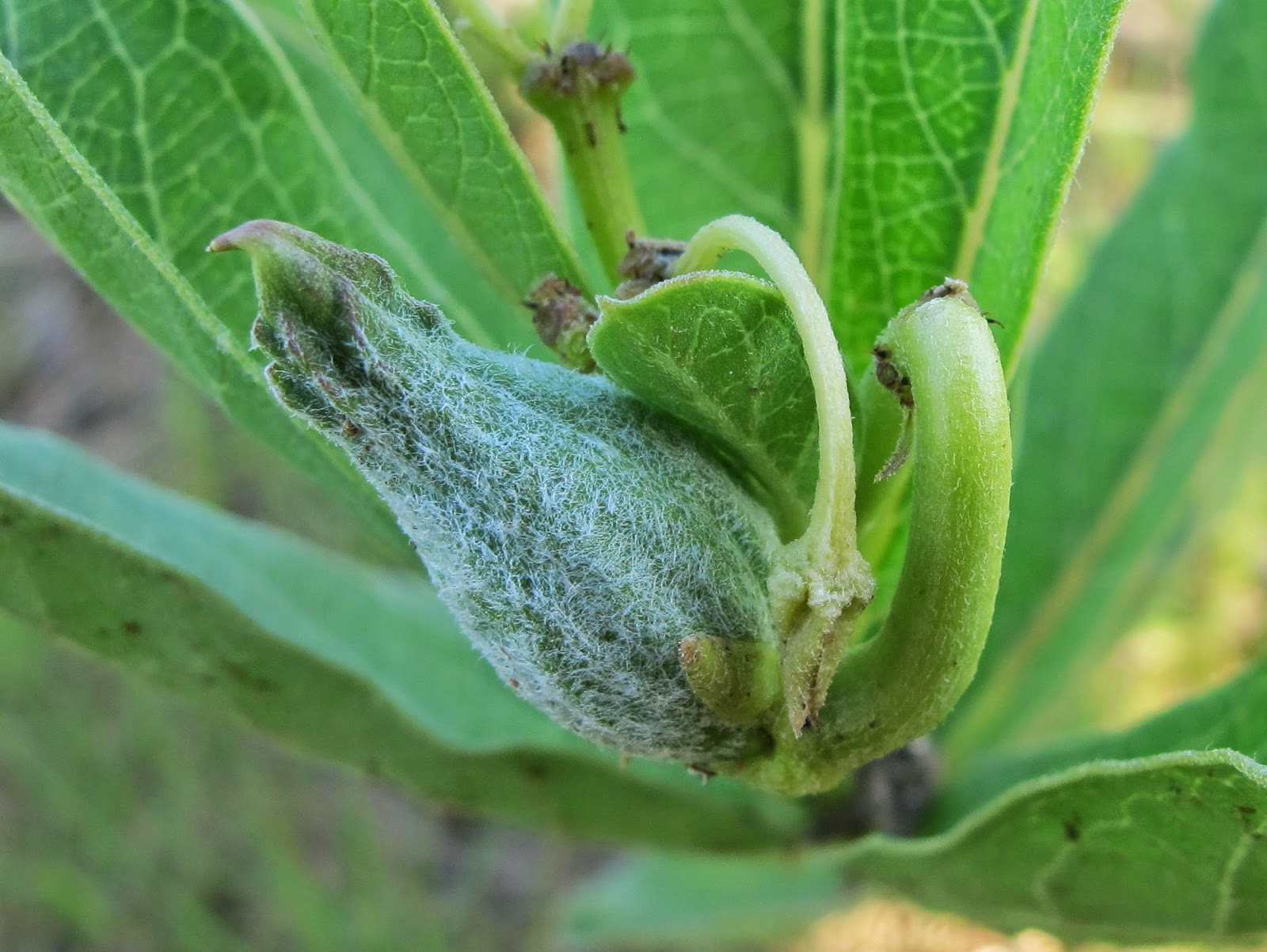 Blue Jay Barrens: Unexpected Tiger Moth Larvae
