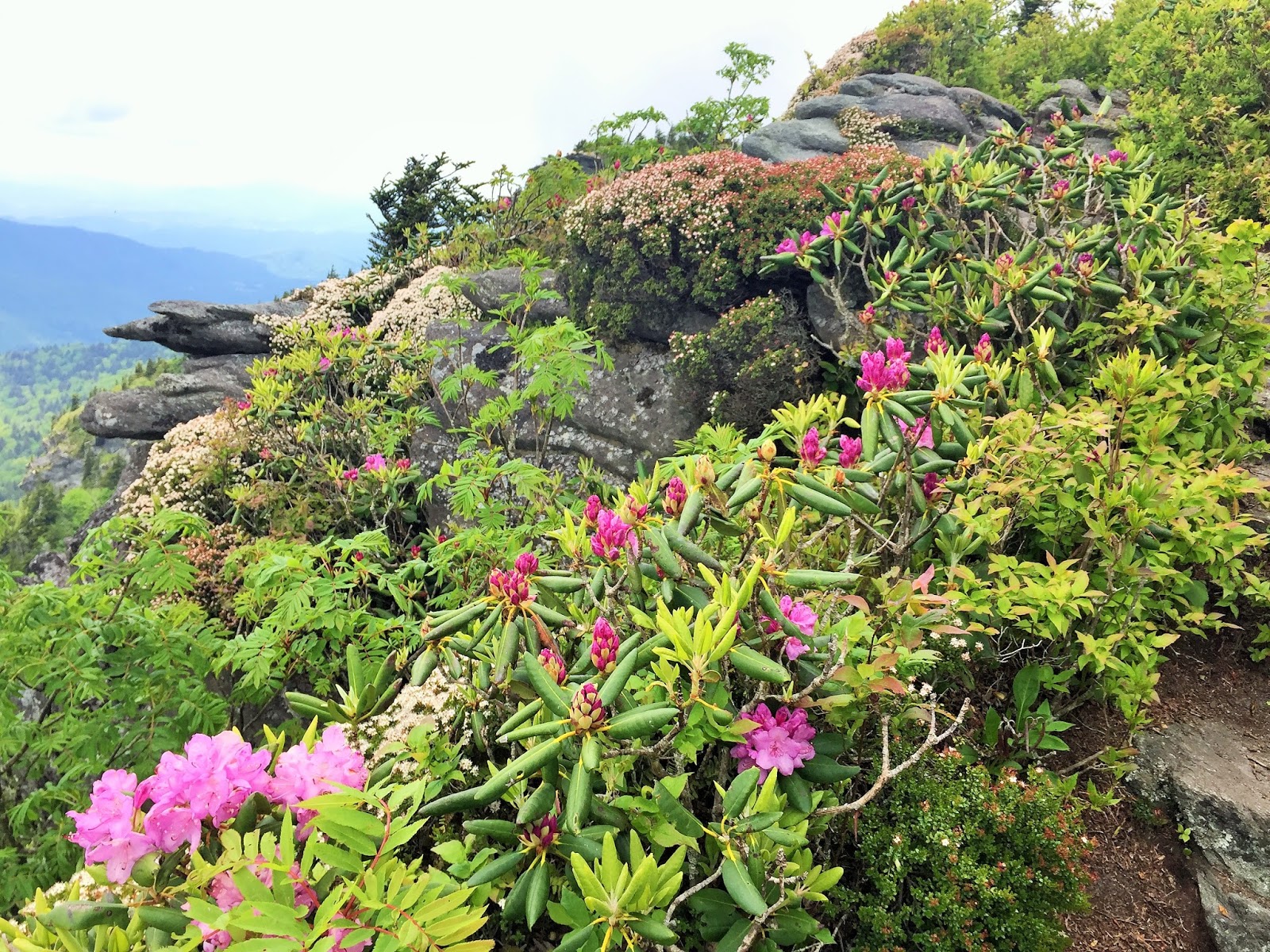 Down the Road: Chutes & Ladders Hike on Grandfather Mountain - NC