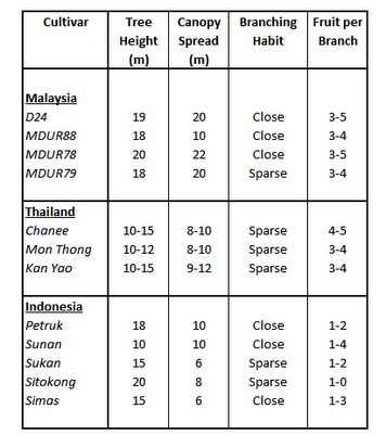 Durian Info: Pruning and Training The Durian