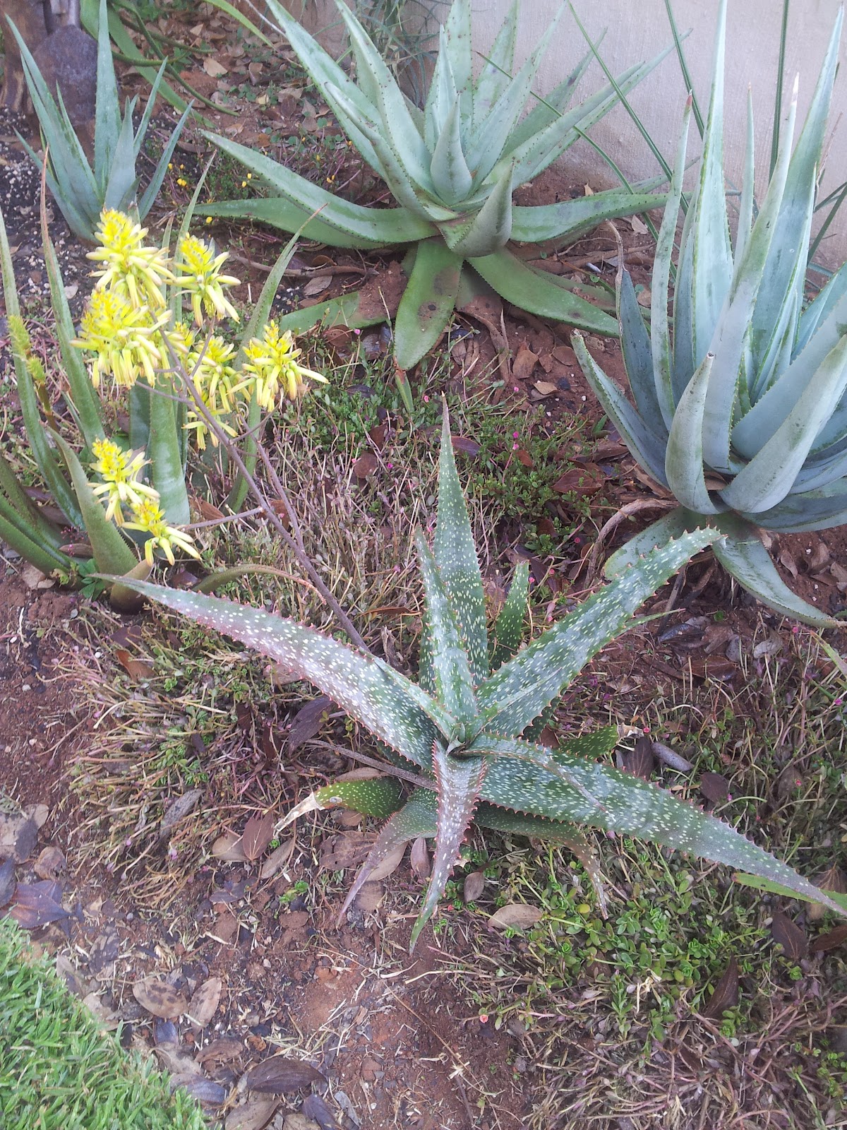 Jean's Aloes: Flowering Aloes in My Garden Part 1