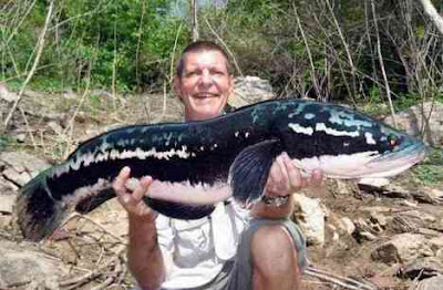 TEKNOLOGI AKUAKULTUR 48: Ikan Snakehead