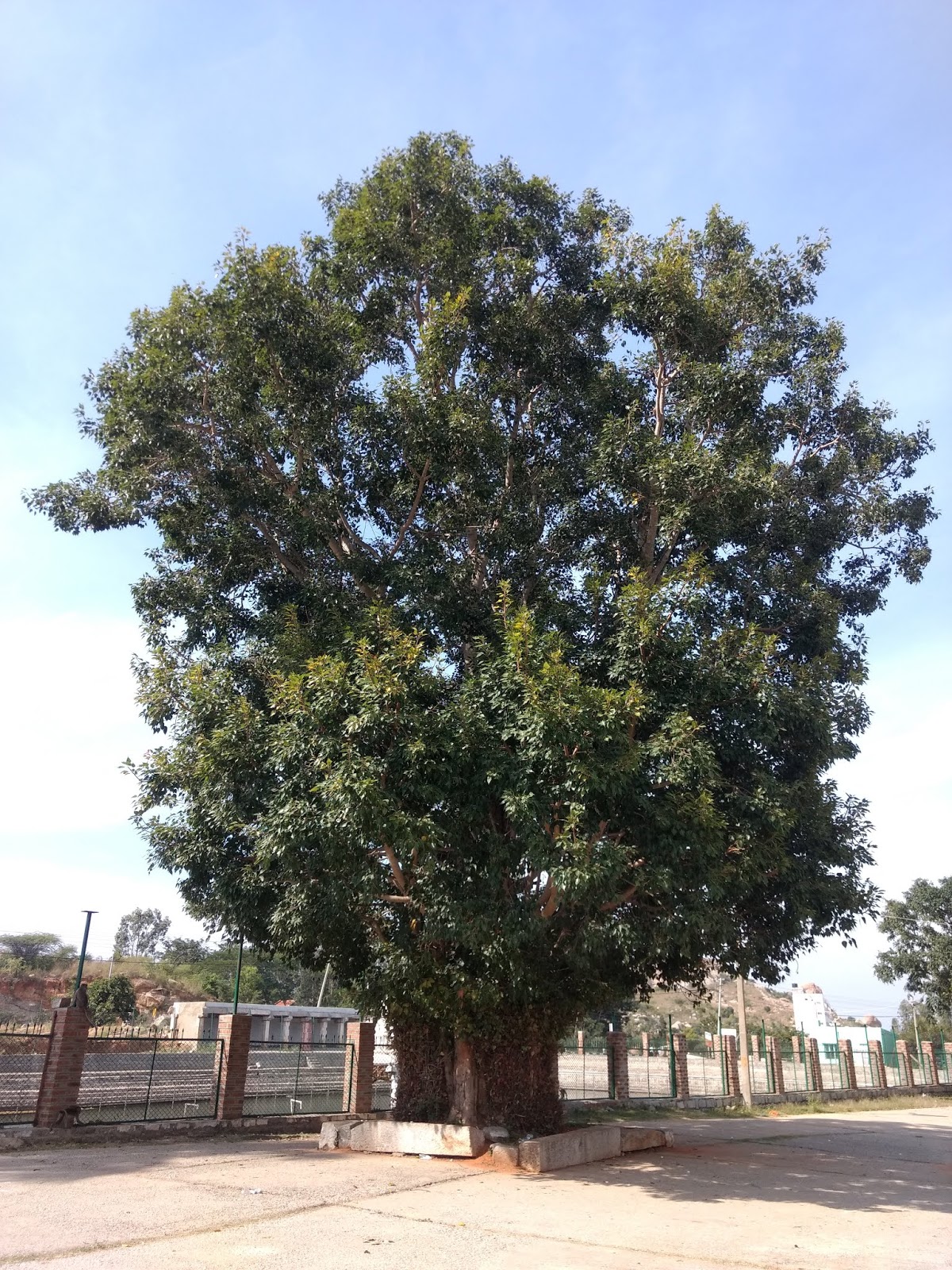 SripadaRaja mutt , Narasimha teertha , Mulbagilu