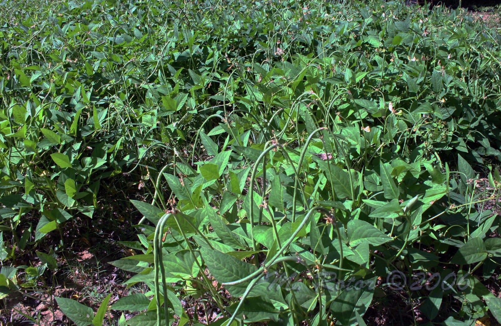 Living with Nature - School on Blog by Dr. Abercio V. Rotor ...