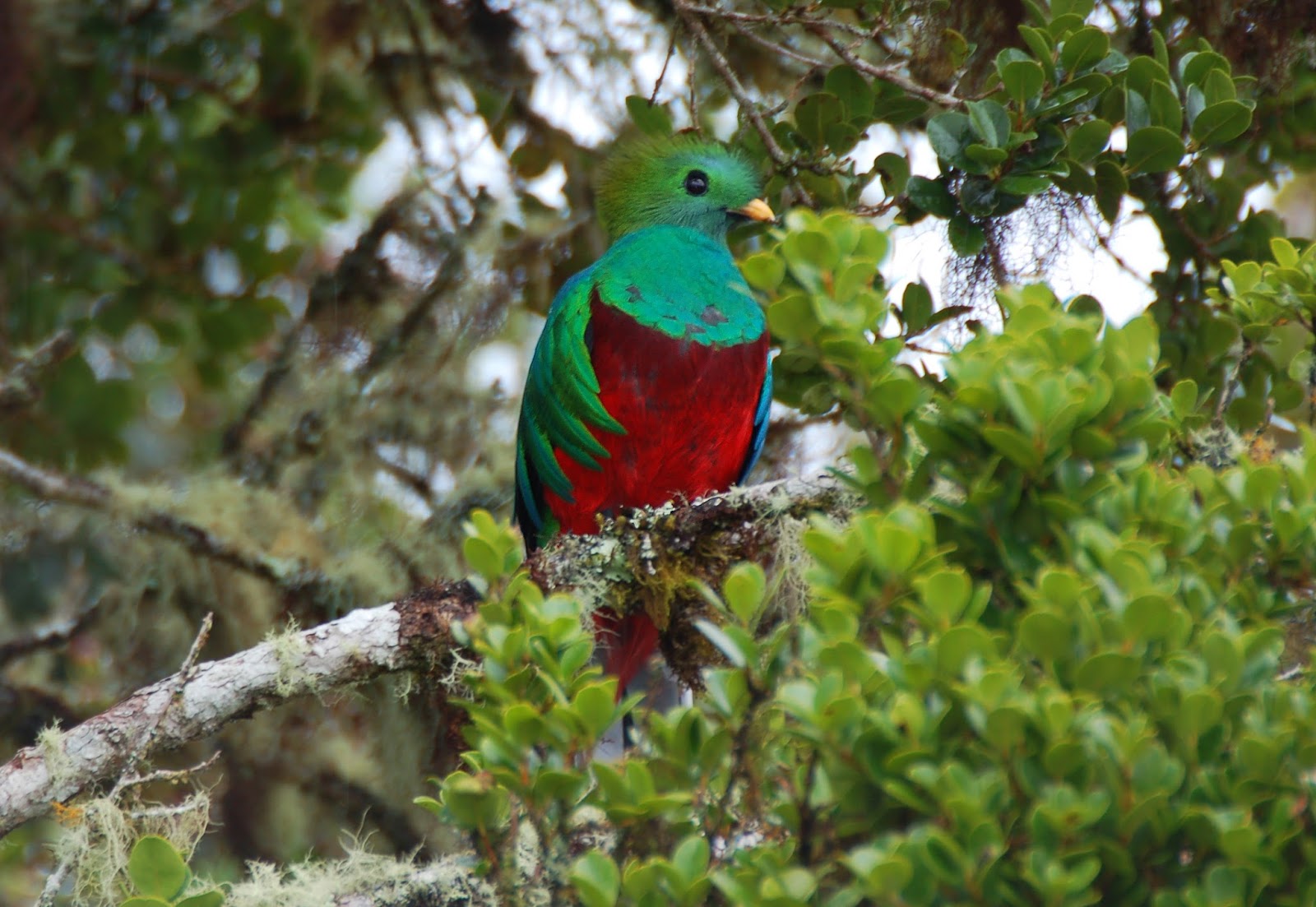 Bellas Aves de El Salvador: Pharomachrus mocinno (quetzal guatemalteco ...