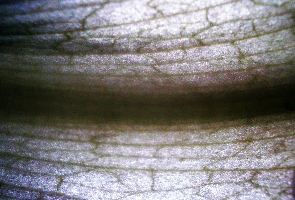 Plants are the Strangest People: 2011