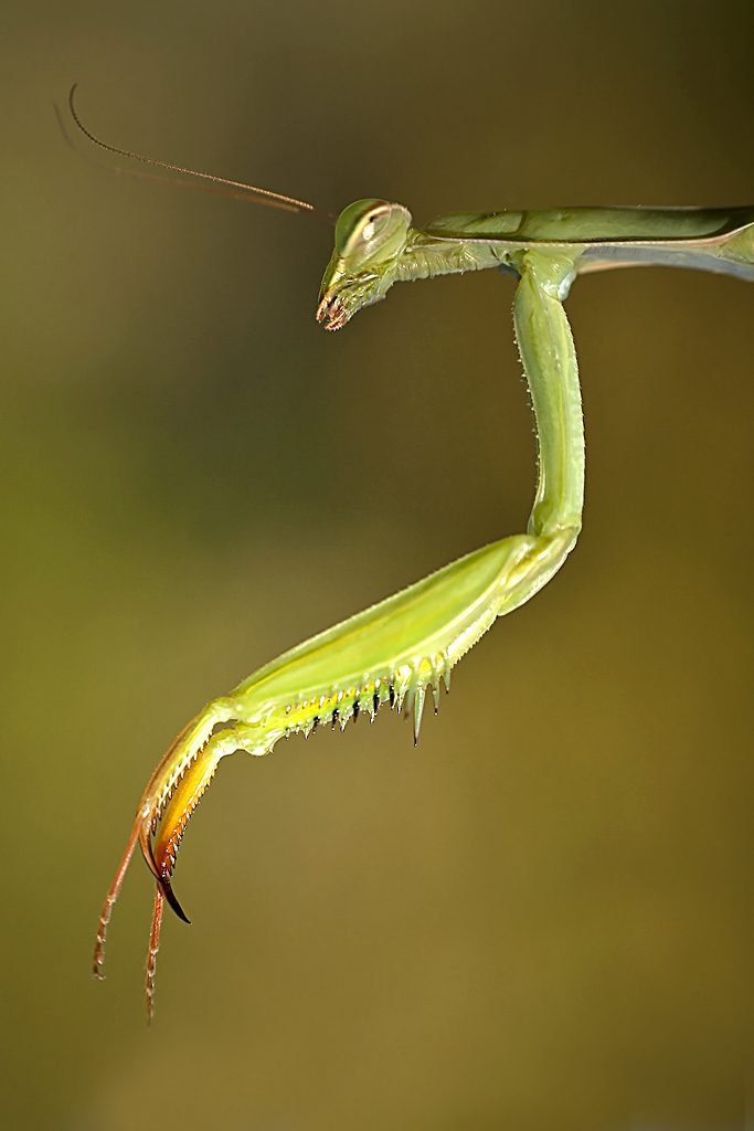 Invertebrados de Huesca: Mantis religiosa (Linnaeus, 1758) Santateresa ...