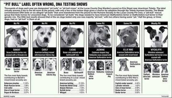 The Anti Breedism Alliance: Pit Bull Bans: The State of Breed–Specific ...