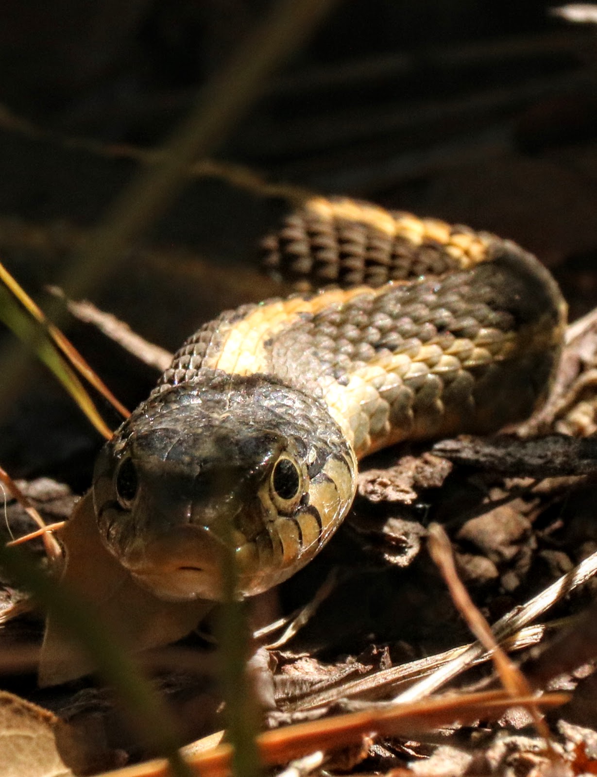 The Spooky Snakes of Arizona
