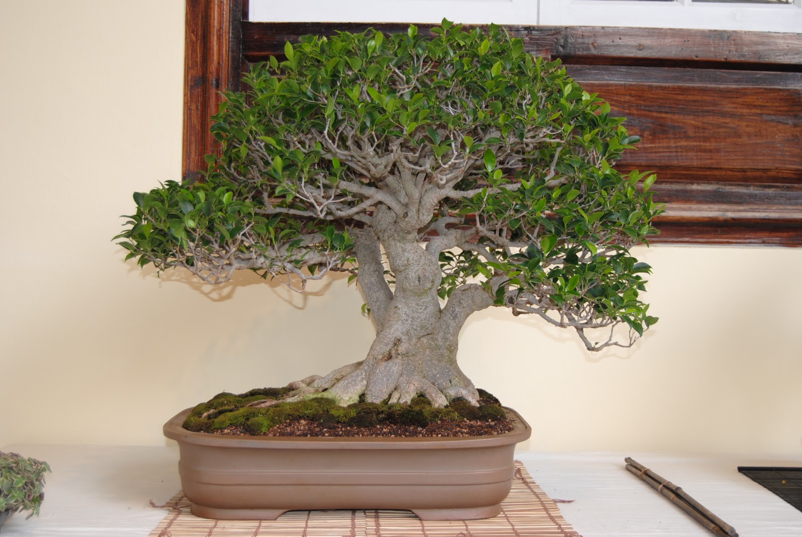 Alisios bonsái: Fotos de la XVI Exposición de Bonsái de Puerto de la ...