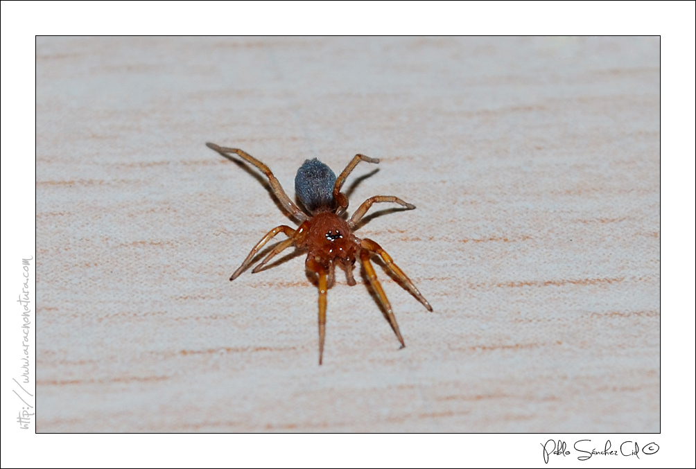 El misterioso cuarto de baño ~ Aracno Natura