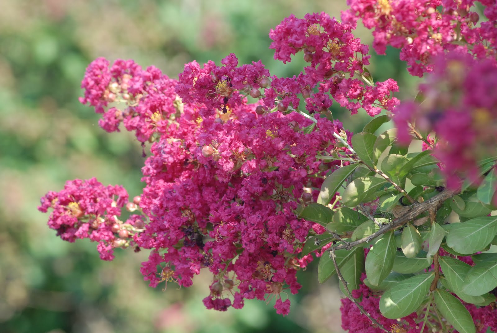 LAWN TEA: CRAPE MYRTLE