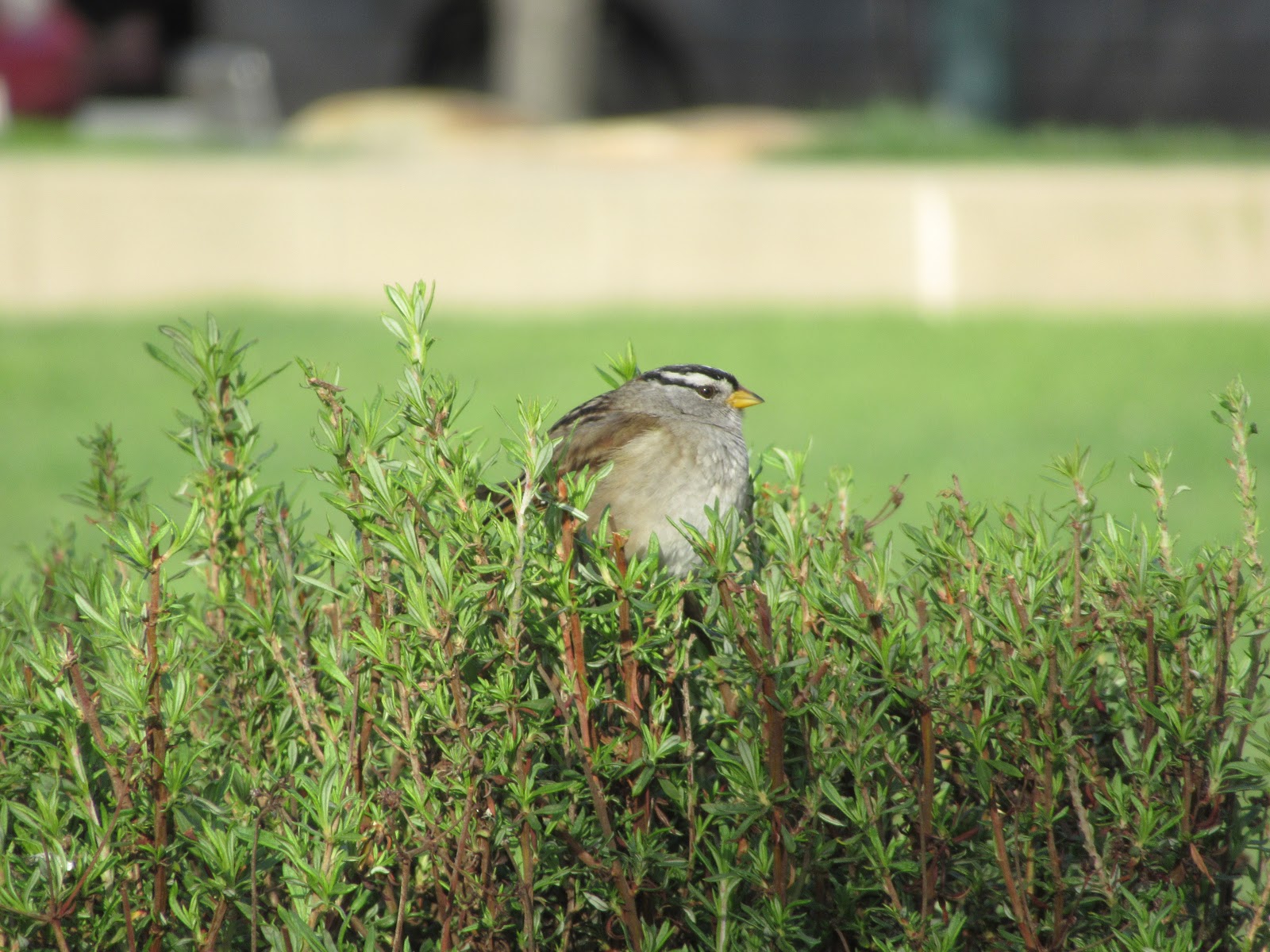 Berkeley Backyard Bird Blog