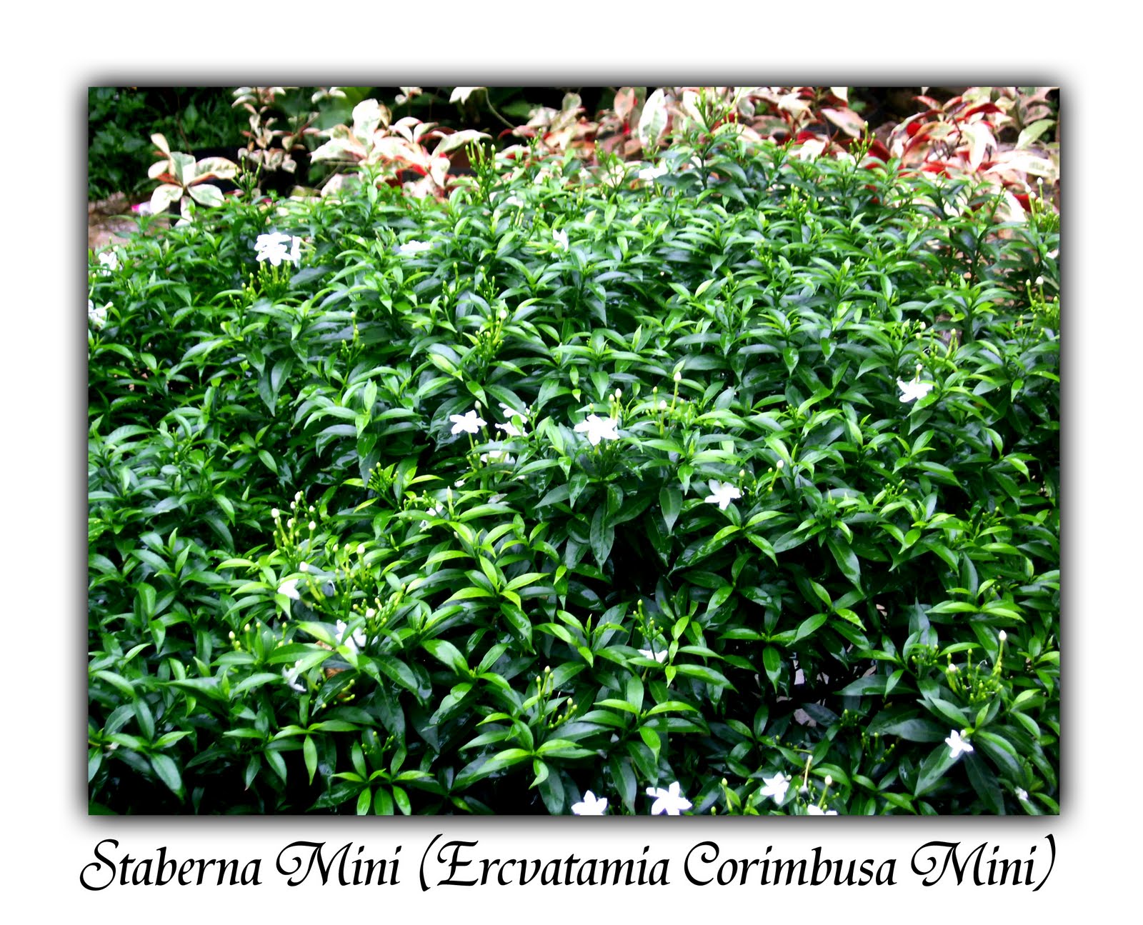 Beginilah Contoh Gambar Bunga Pucuk Merah Terpopuler - Informasi ...