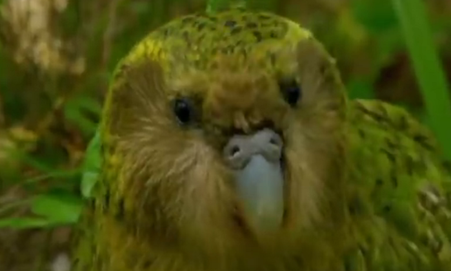 Shagged By A Rare Parrot | Last Chance To See | BBC