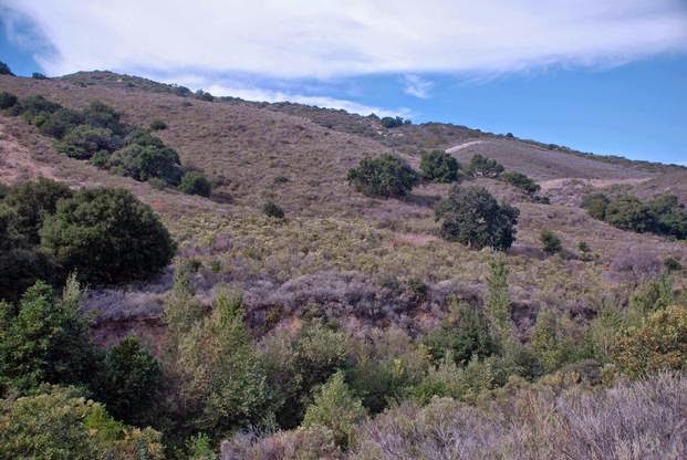 The California Chaparral: The Chaparral