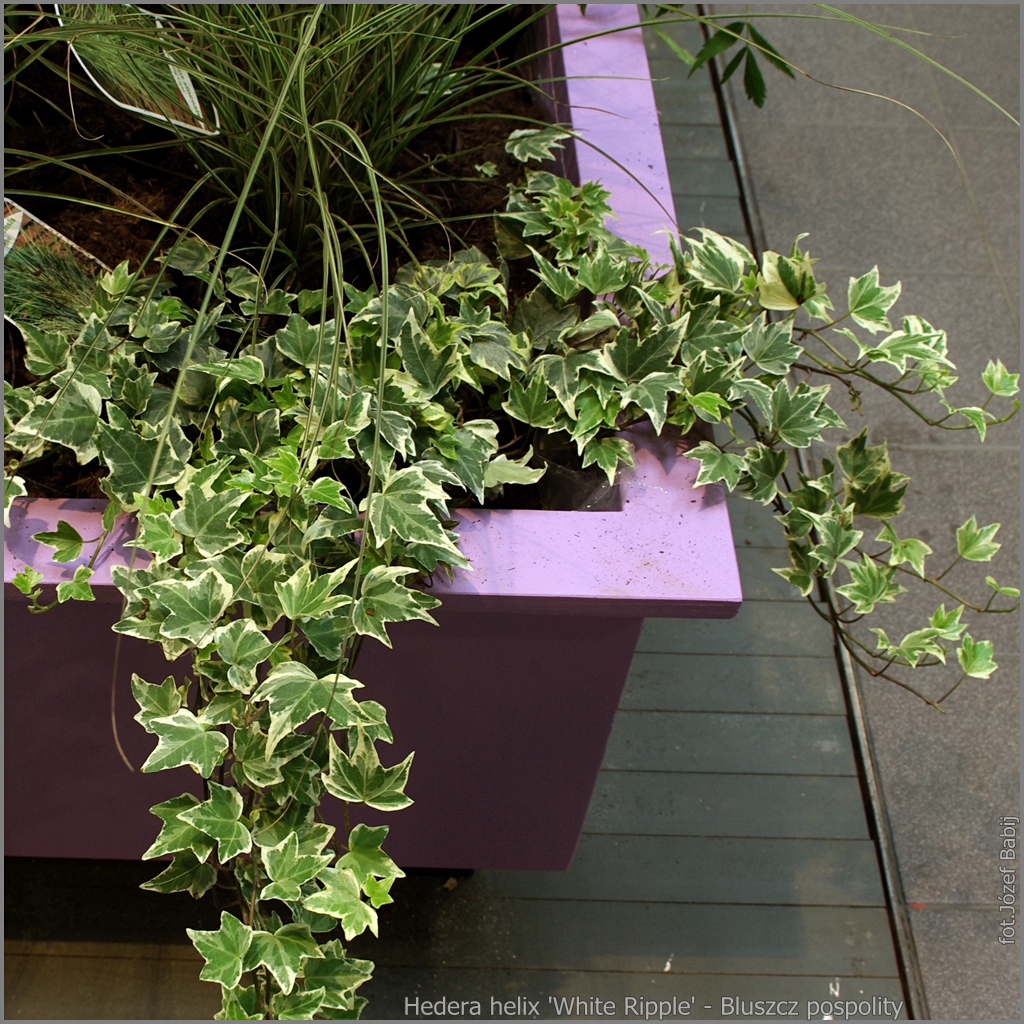Plant Gallery - Encyklopedia Roślin: Hedera helix 'White Ripple ...