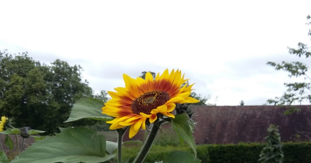 An enchanted flower garden ...