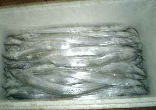 Sekilas Tentang Ikan Layur - Blog Anak Nelayan