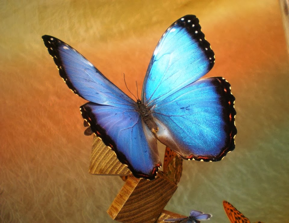 Fluturi Inramati : Trunchi de piramida (piramida Azteca) cu un ...