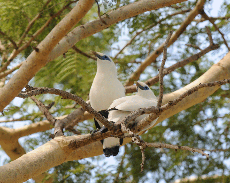 ZOOTHERA BIRDING BLOG: Bali...