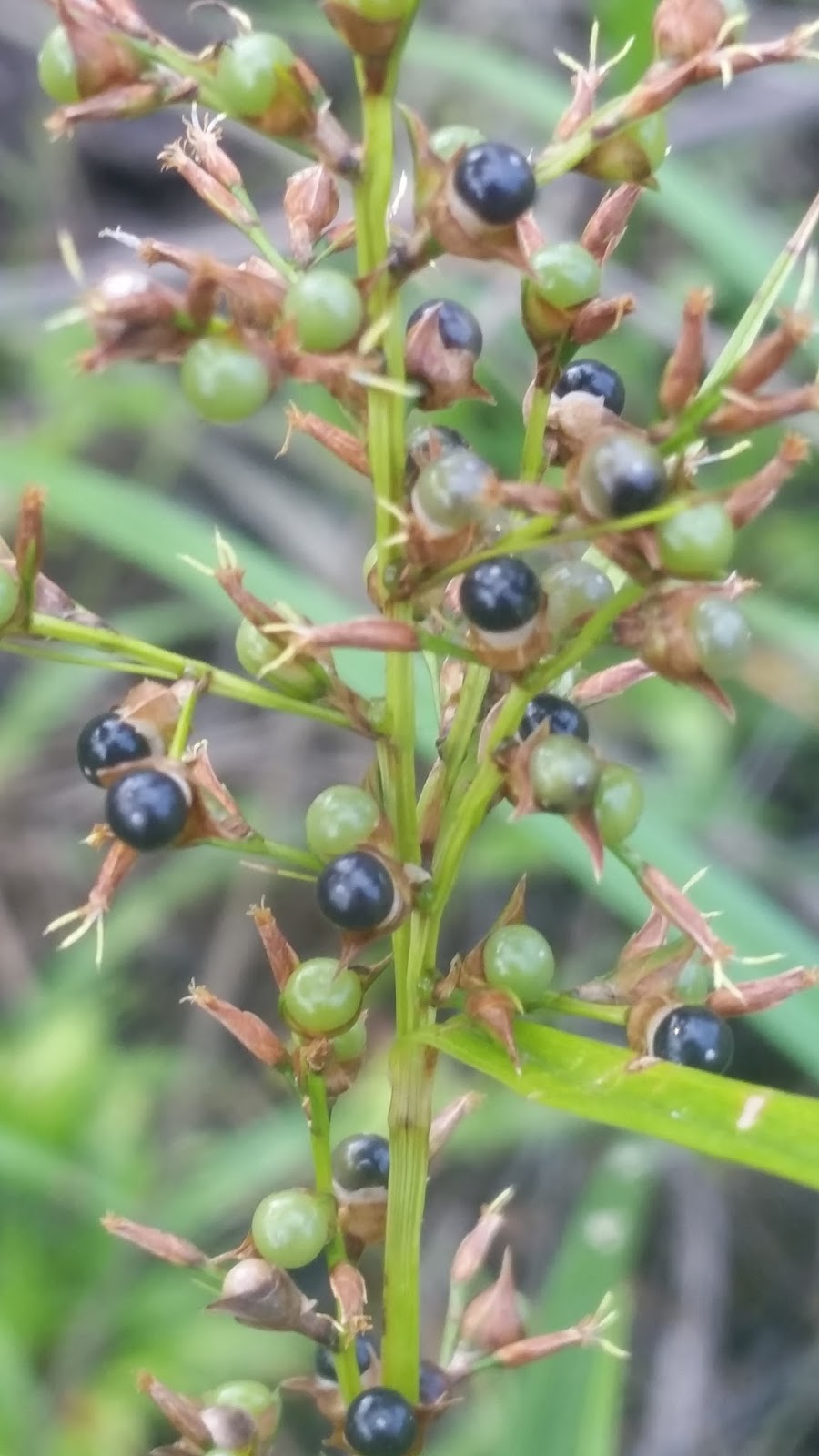 Warisan Petani: Pokok Sendayan.