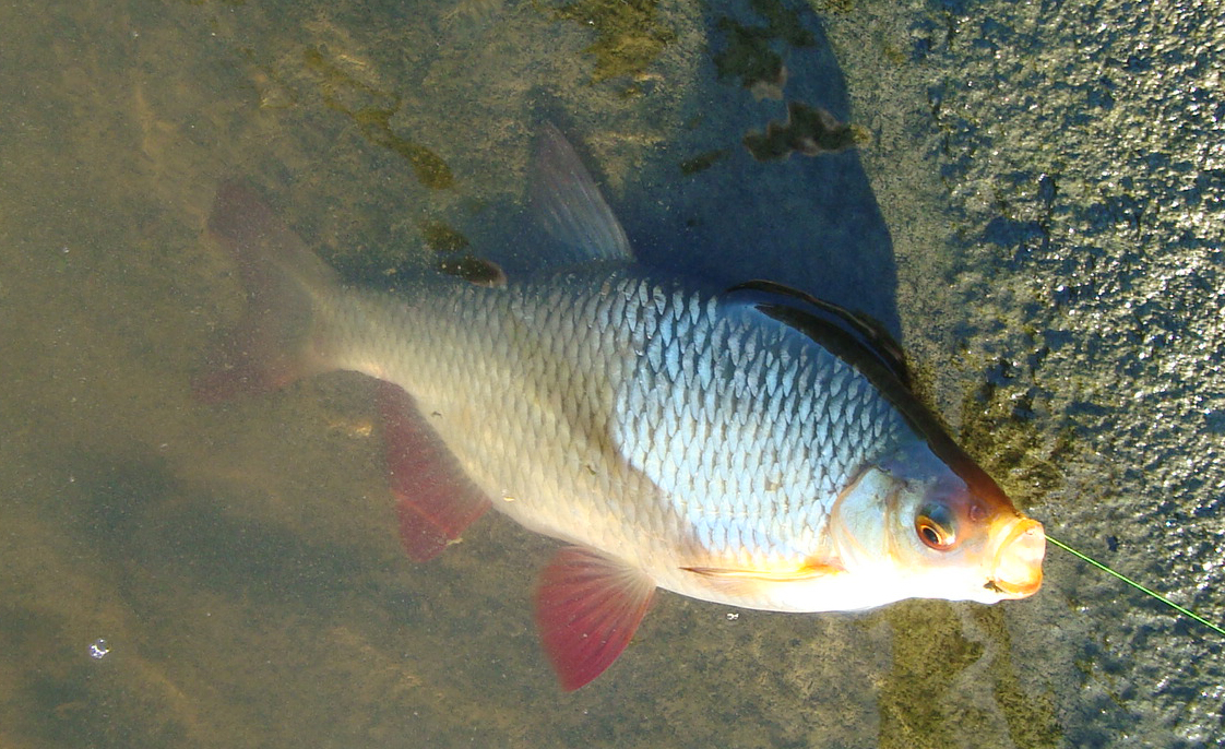 Välkommen till Lindeman's vrå: Fiske på Abborre och Löja,,,,Vänern