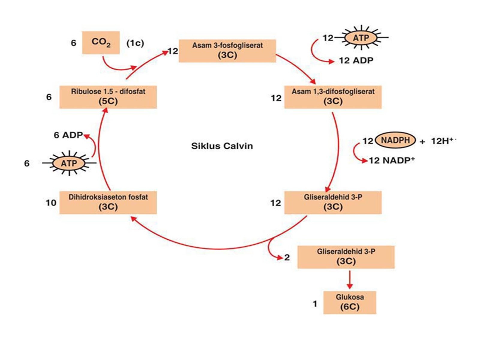 RANGKUMAN METABOLISME - MAHKOTA SAINS
