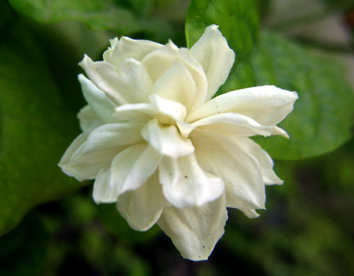 Hash Blog: Motia / Jasmine Flowers
