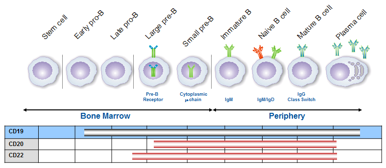 Anti-CD19 and multiple sclerosis – Multiple Sclerosis Research Blog